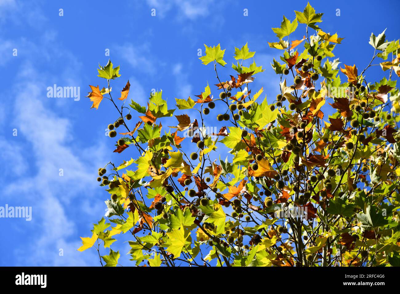 maple-leaved plane tree with fruits and beautiful autumn colors Stock ...