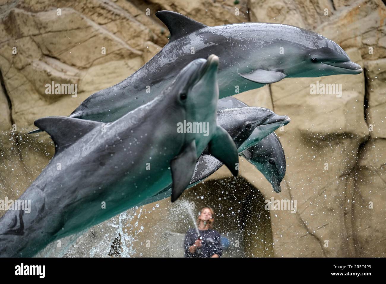 Dolphins jump in front of their zookeeper at the zoo in Duisburg ...