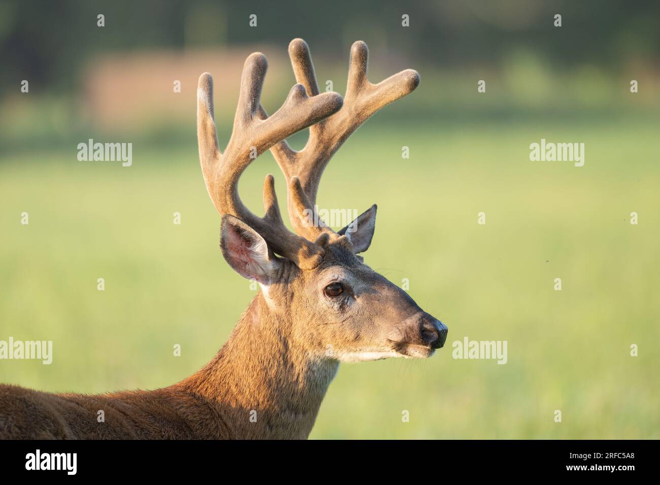 Large white-tailed deer buck with velvet on its antlers in Tennessee ...