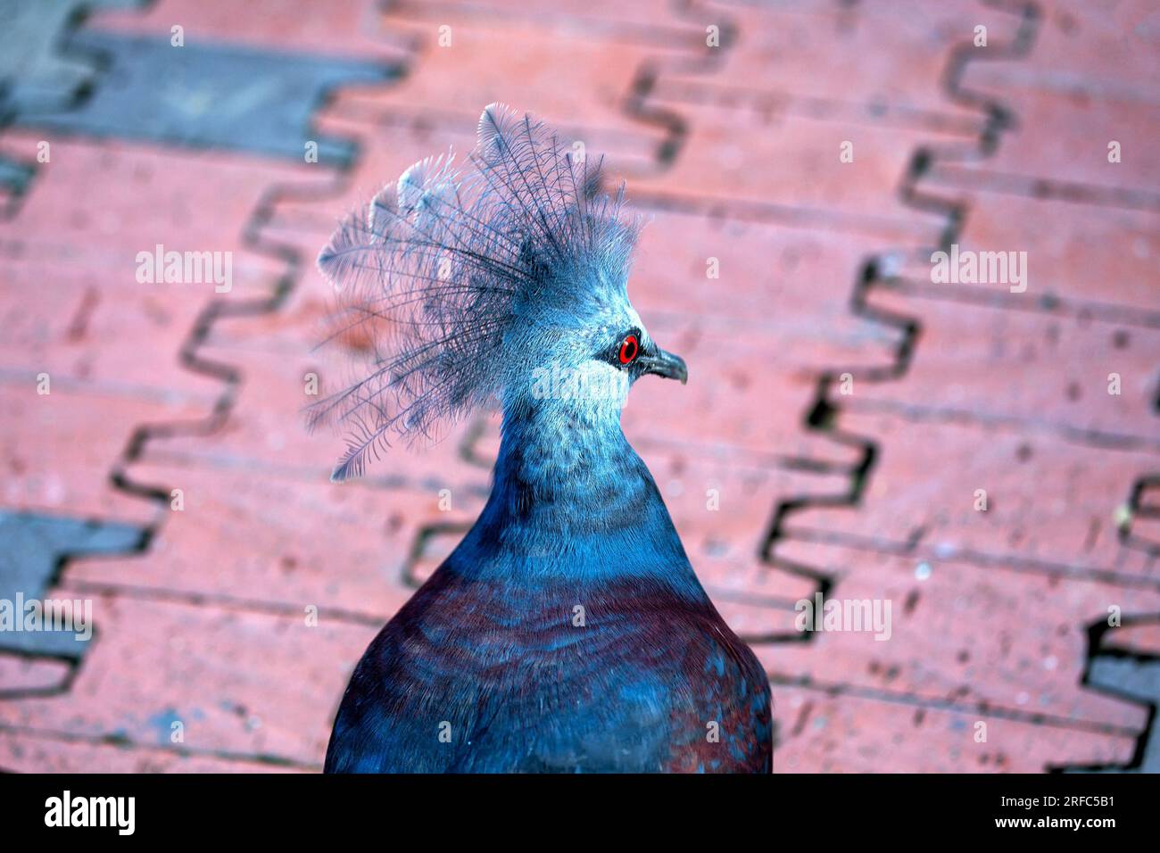 Behold the majestic Victoria Crowned Pigeon, Goura victoria, native to ...