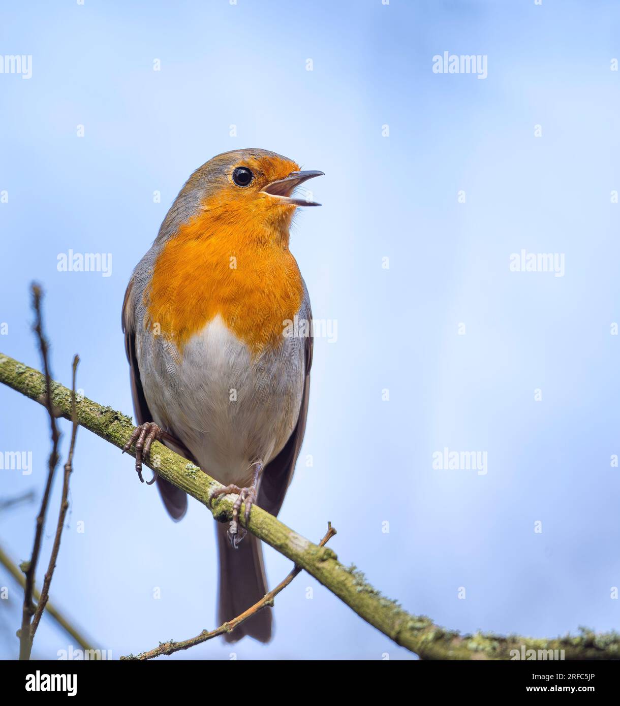 Singing garden birds hi-res stock photography and images - Alamy