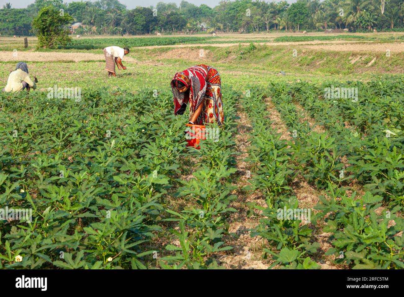 Ladys finger cultivation hi-res stock photography and images - Alamy