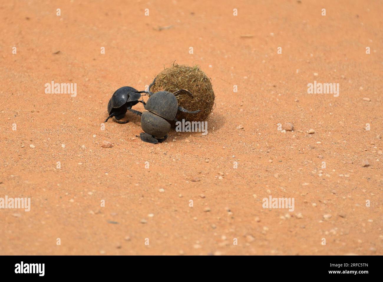 Large format close up of two endangered Dung Beetles rolling a ball of ...