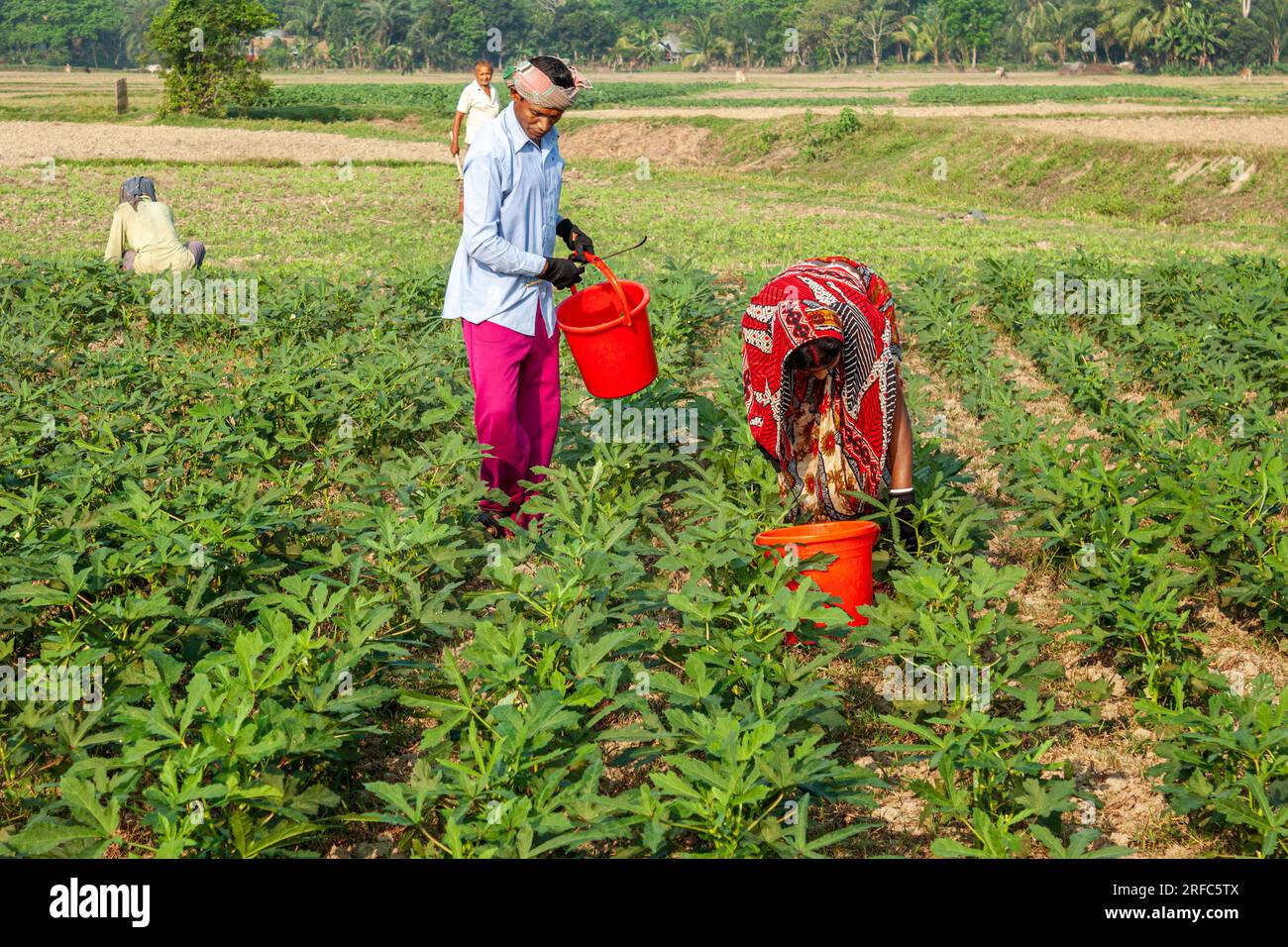 Ladys finger cultivation hi-res stock photography and images - Alamy