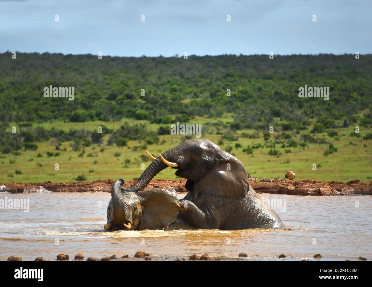 Large format close up of wild Elephants mating in a waterhole in the ...