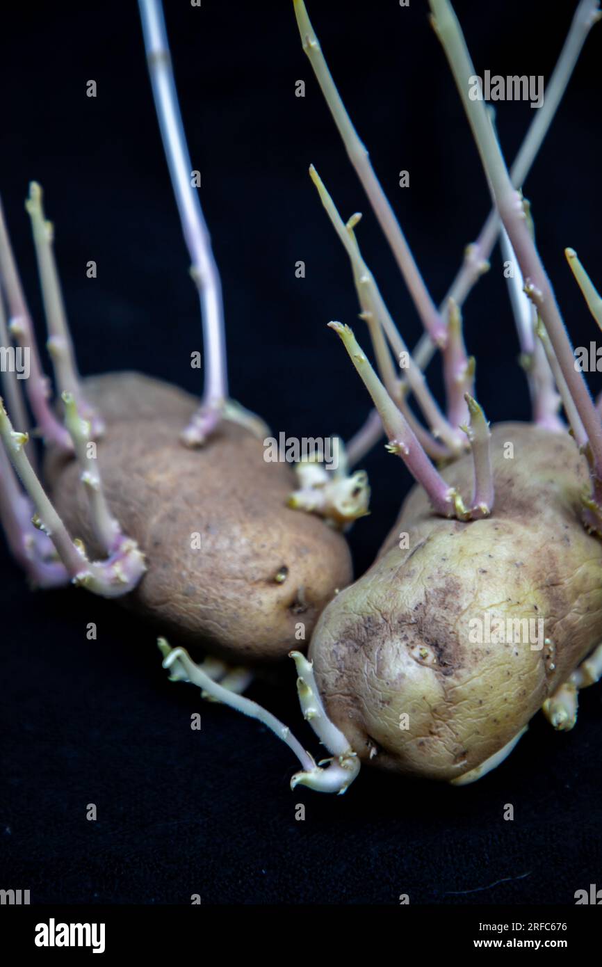 A still life of potatoes with long roots on a black background Stock ...