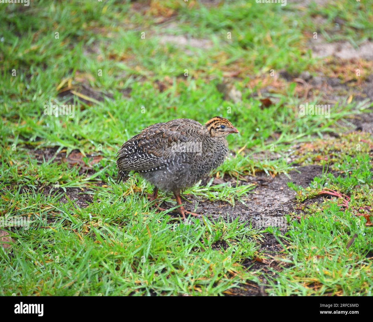 Close up of a wild, tiny, cute, colorful Guinea Fowl chick looking for ...