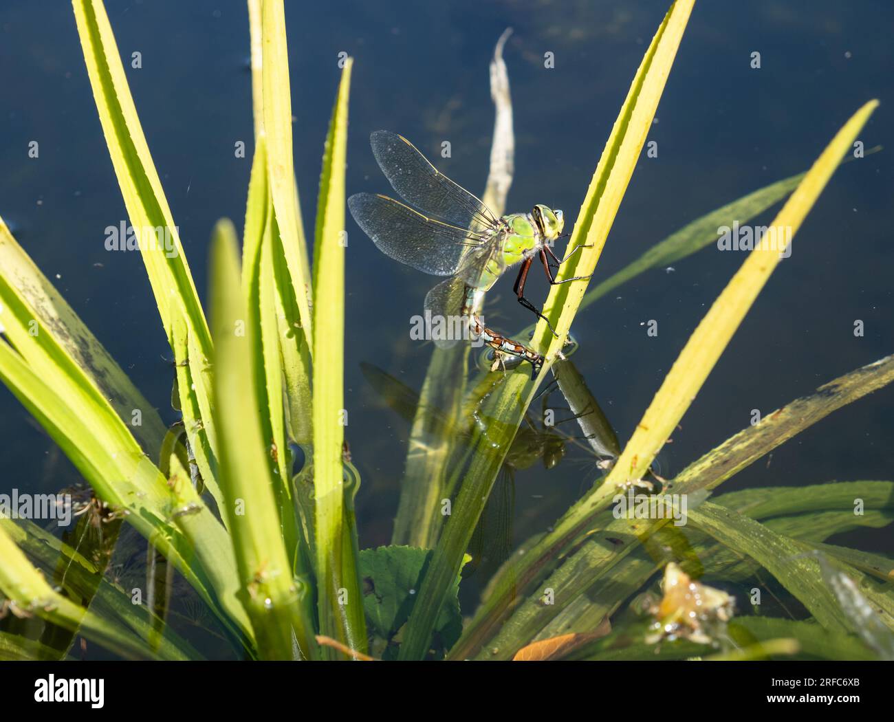 Dragonfly laying eggs in a pond Stock Photo - Alamy