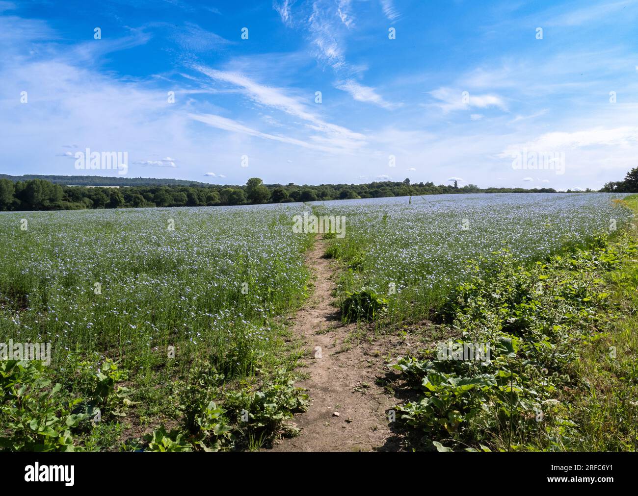 Field of Common Flax or Linseed, Linum usitatissimum Stock Photo - Alamy
