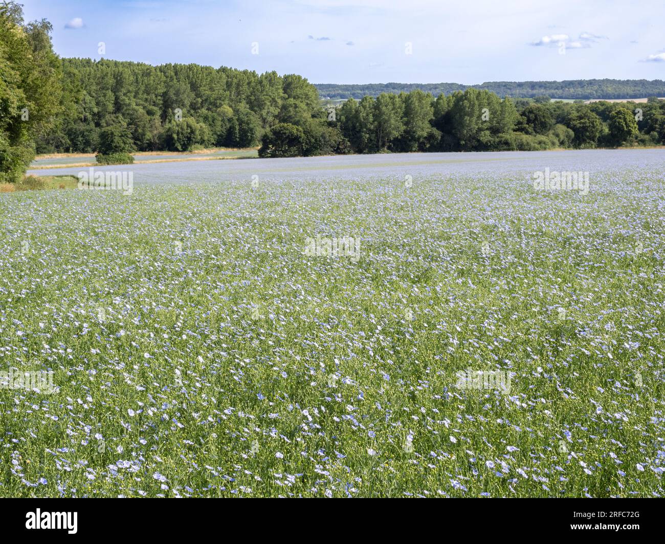 Field of Common Flax or Linseed, Linum usitatissimum Stock Photo - Alamy