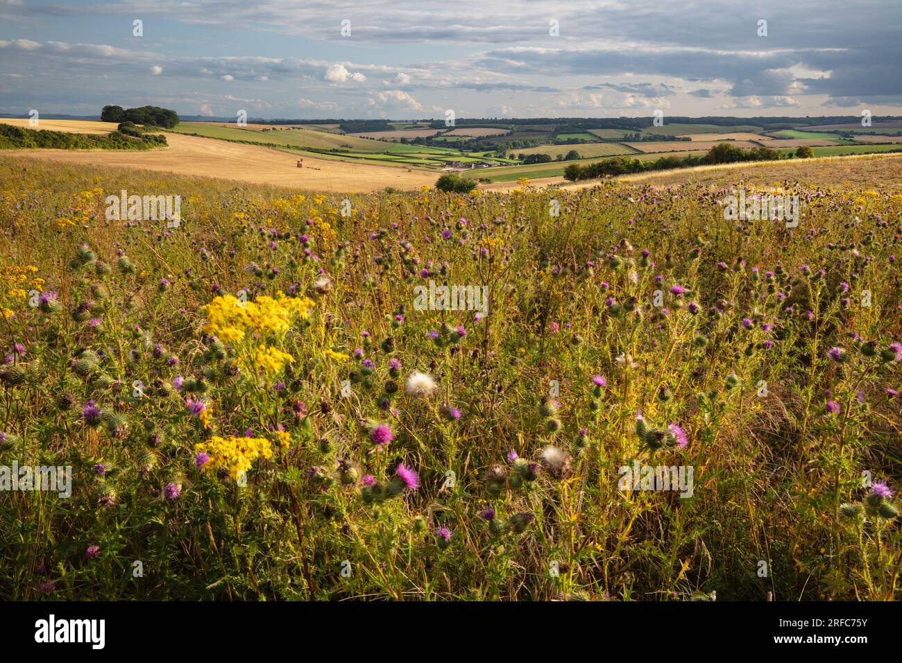 Field returned to nature with patchwork farm fields behind, East ...