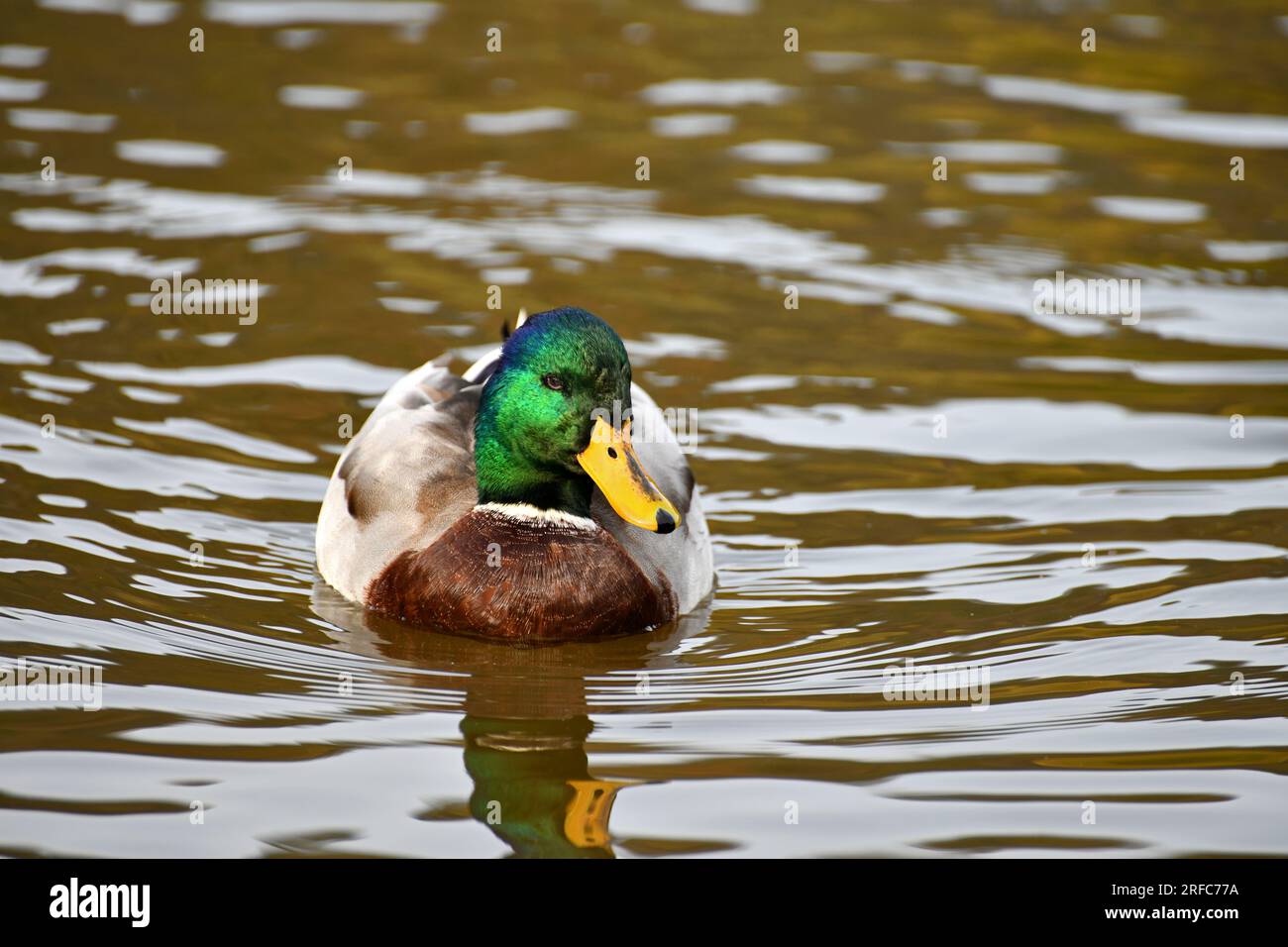 Mallard duck floating eating hi-res stock photography and images - Alamy