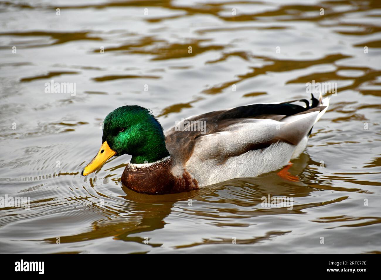 Mallard duck floating eating hi-res stock photography and images - Alamy