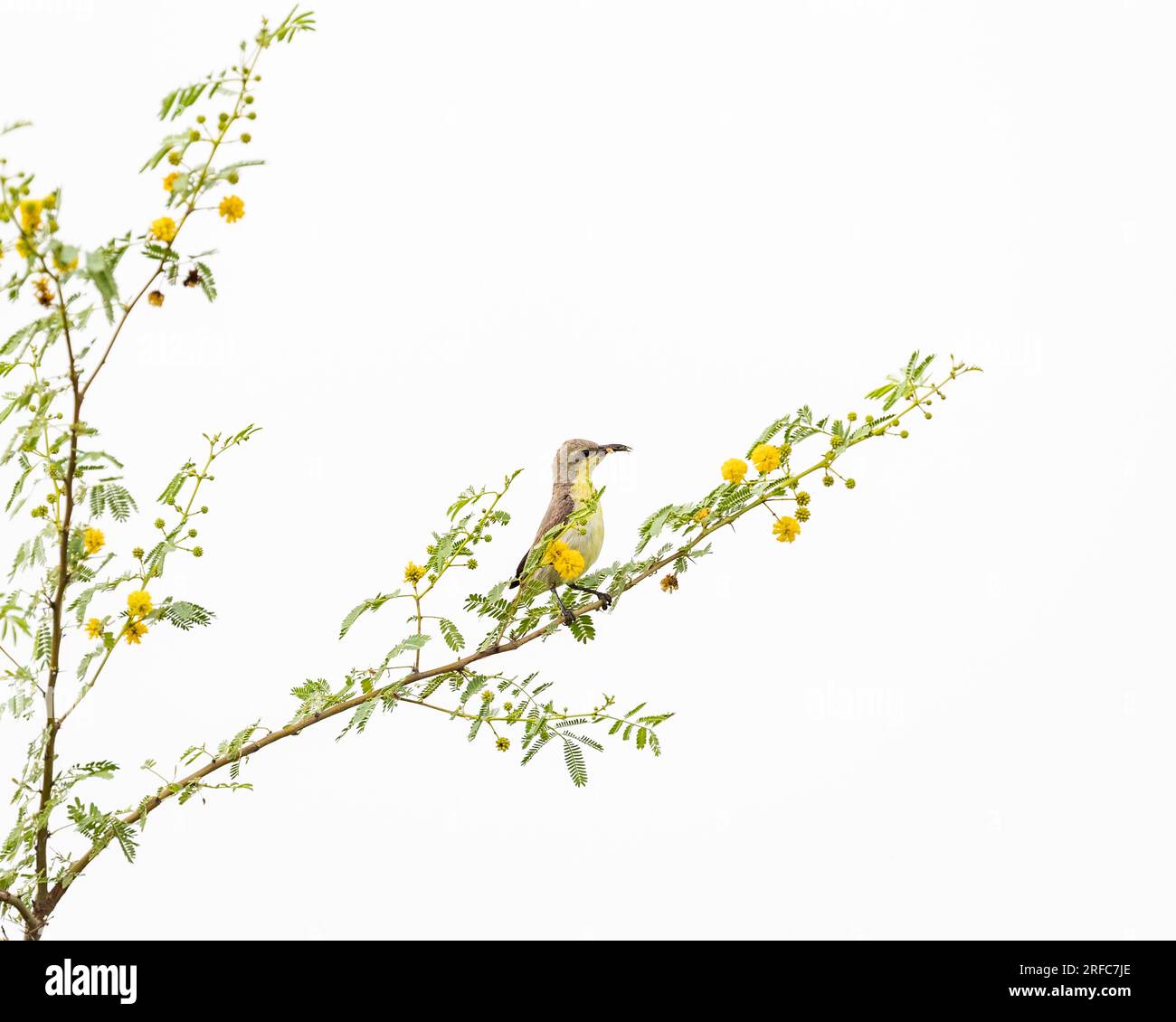 Female purple sun bird hi-res stock photography and images - Alamy