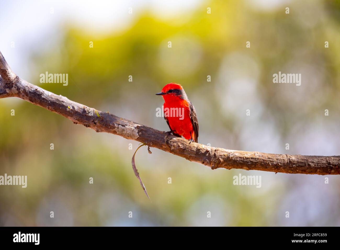 Small red bird known as "prince" Pyrocephalus rubinus perched on dry ...