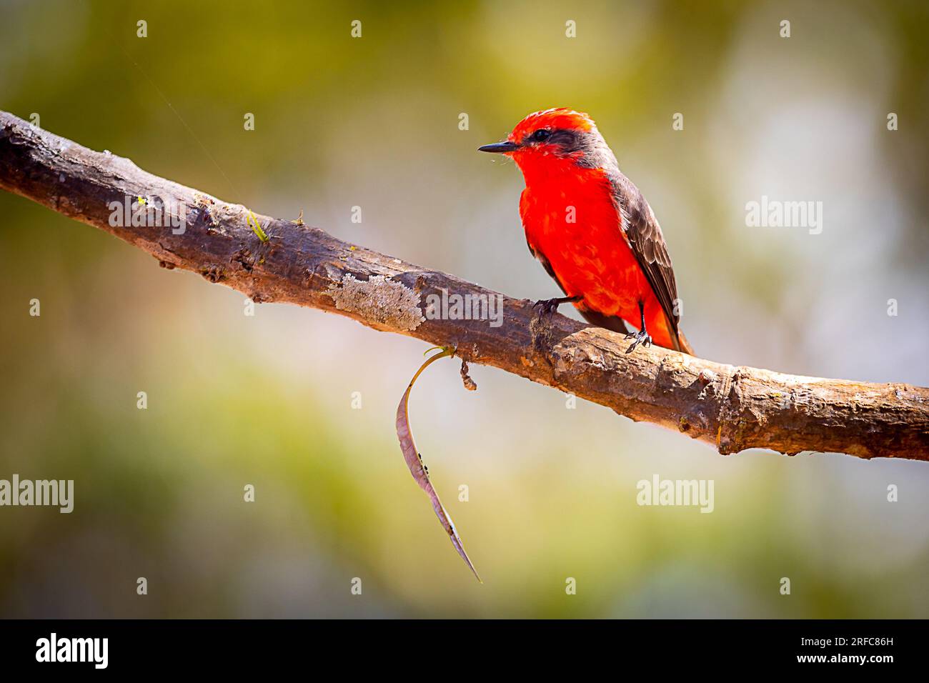 Small red bird known as "prince" Pyrocephalus rubinus perched on dry ...