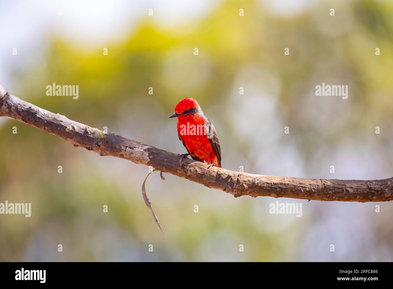 Small red bird known as "prince" Pyrocephalus rubinus perched on dry ...