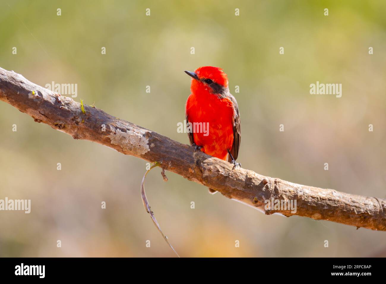 Small red bird known as "prince" Pyrocephalus rubinus perched on dry ...