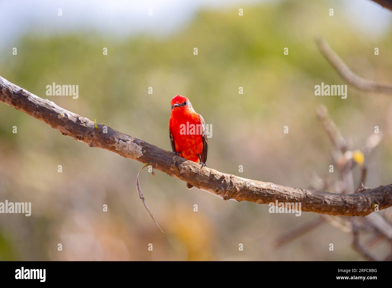 Small red bird known as "prince" Pyrocephalus rubinus perched on dry ...