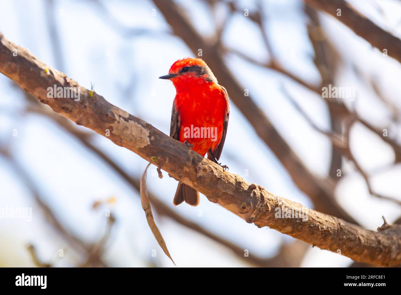 Small red bird known as "prince" Pyrocephalus rubinus perched on dry ...