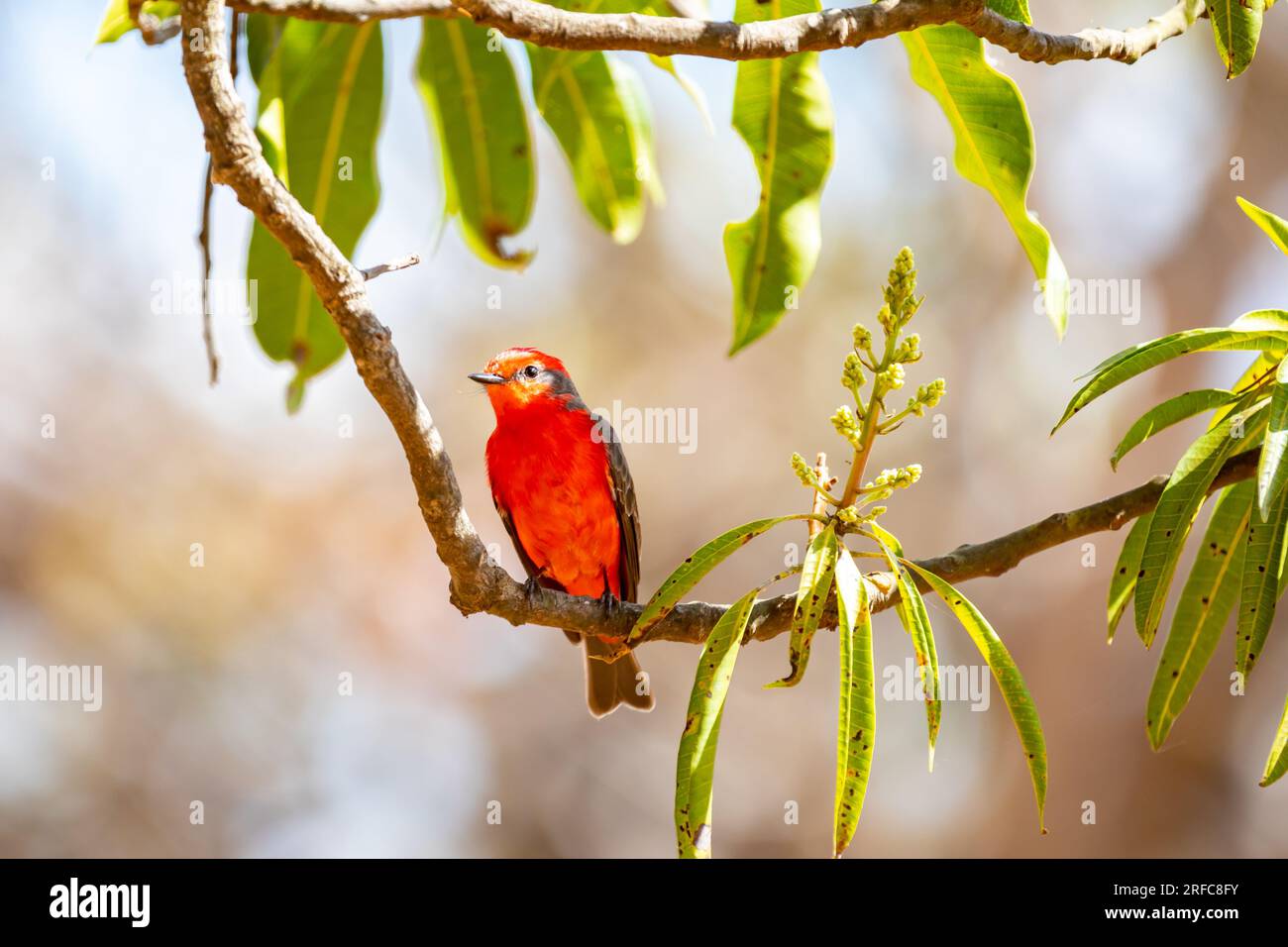 Small red bird known as "prince" Pyrocephalus rubinus perched on dry ...