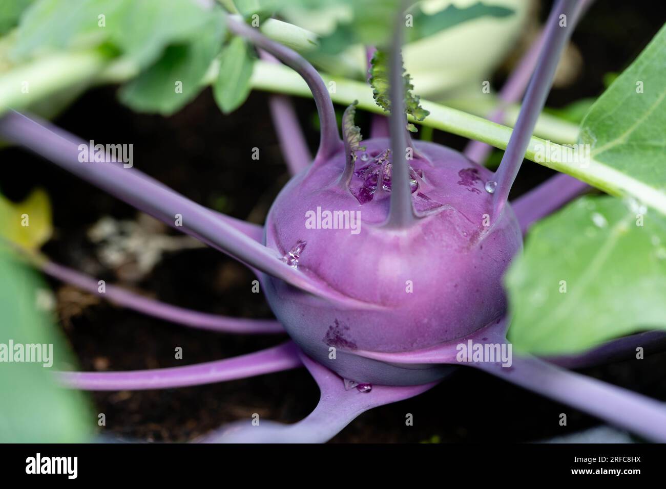 different types of kohlrabi Brassica oleracea from our own garden Stock ...