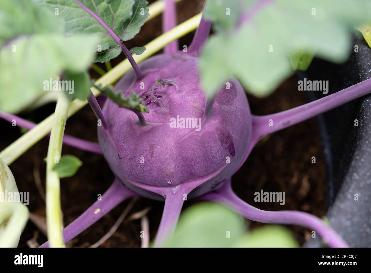 different types of kohlrabi Brassica oleracea from our own garden Stock ...