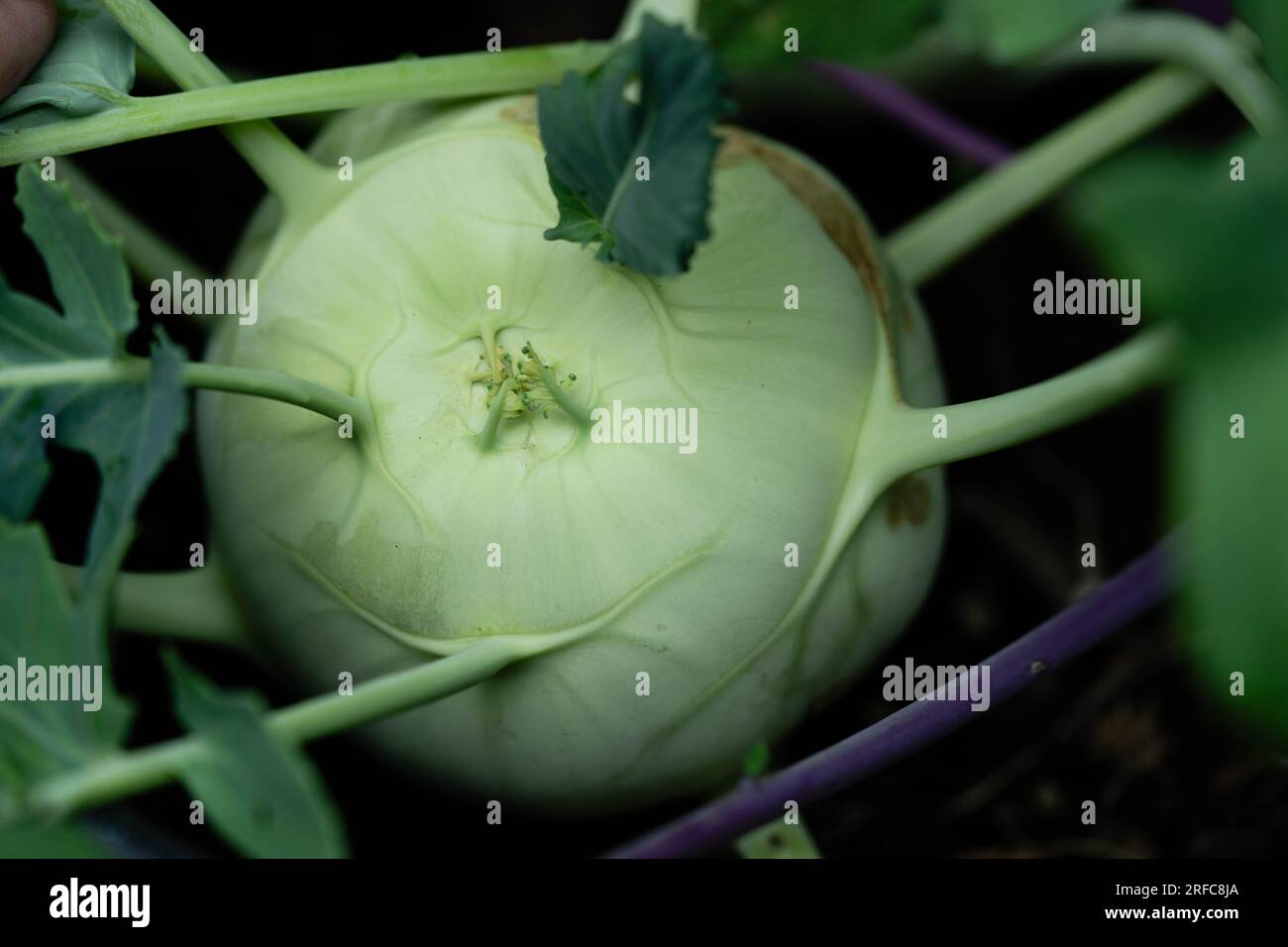 different types of kohlrabi Brassica oleracea from our own garden Stock ...