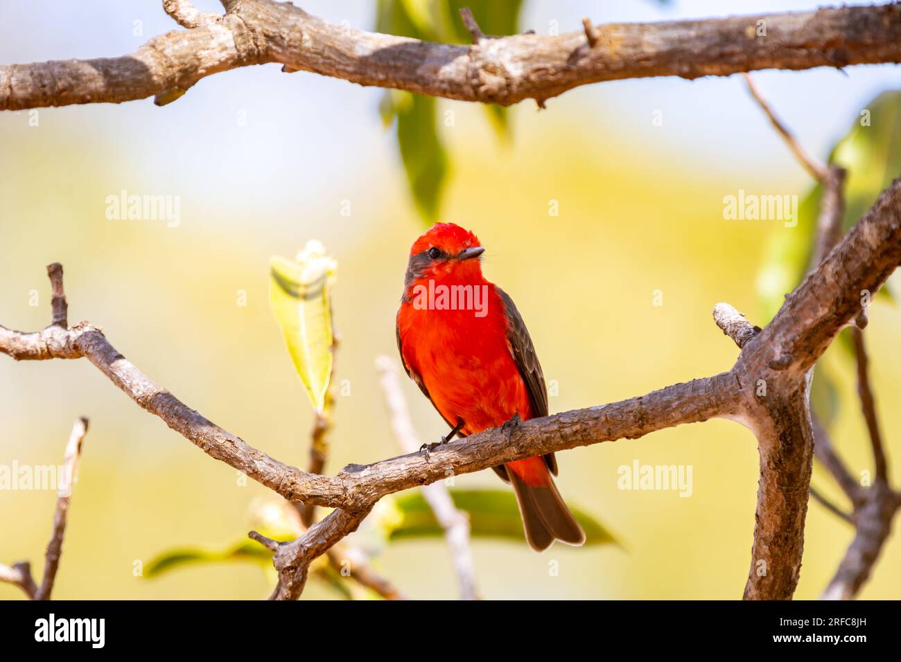 Small red bird known as "prince" Pyrocephalus rubinus perched on dry ...