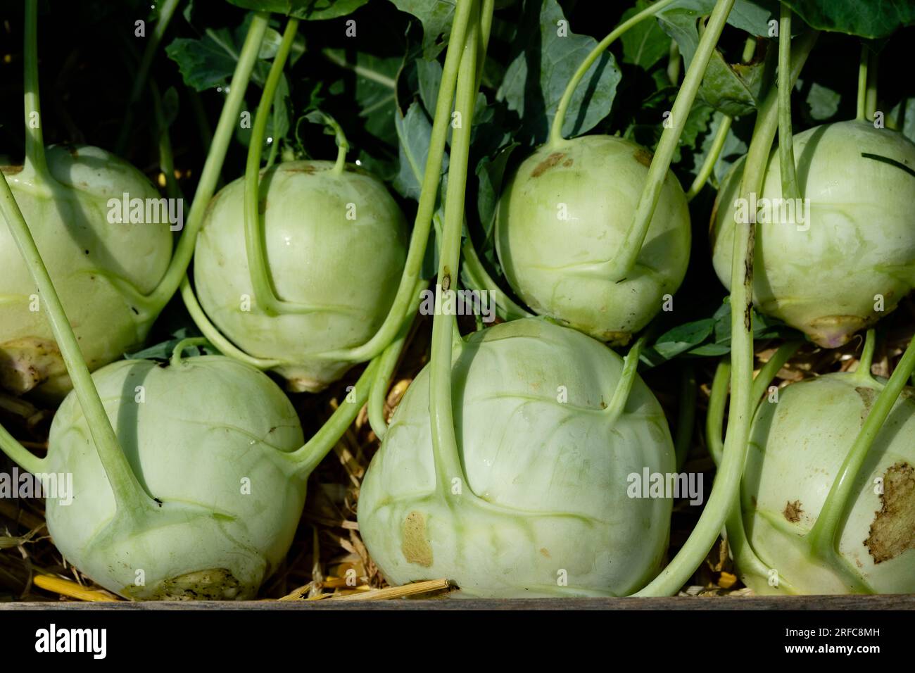 different types of kohlrabi Brassica oleracea from our own garden Stock ...