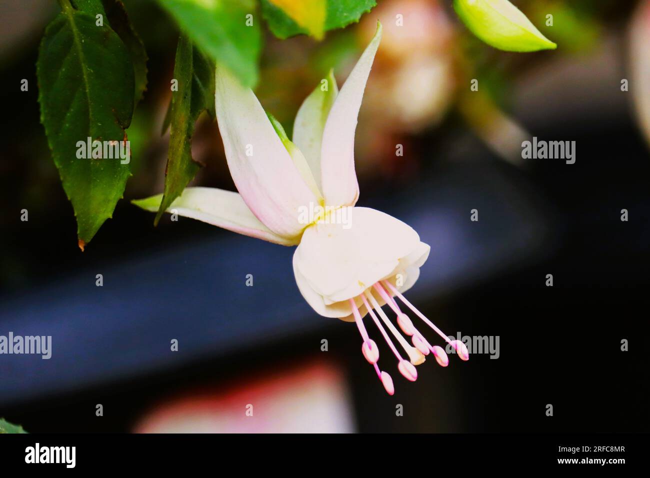 MOST EXOTIC FLOWERS SEEN IN THE HILLS Stock Photo - Alamy