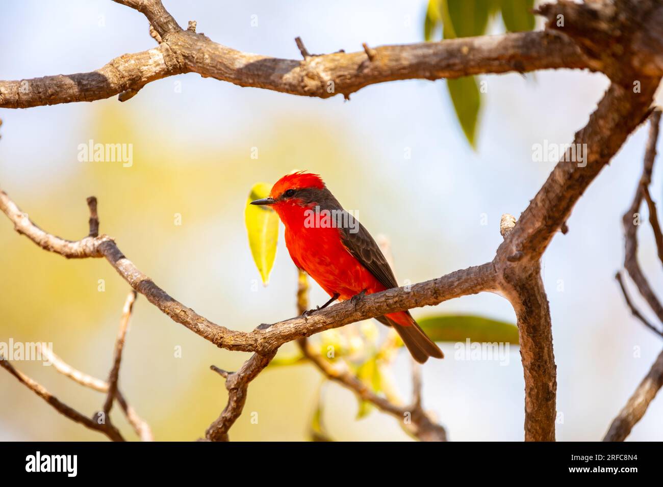 Small red bird known as "prince" Pyrocephalus rubinus perched on dry ...
