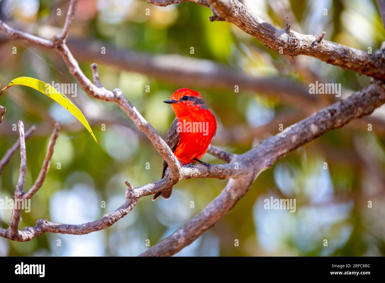 Small red bird known as "prince" Pyrocephalus rubinus perched on dry ...