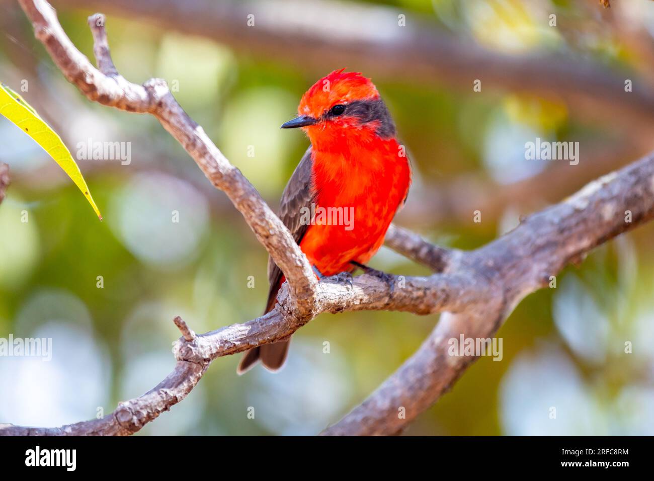 Small red bird known as "prince" Pyrocephalus rubinus perched on dry ...