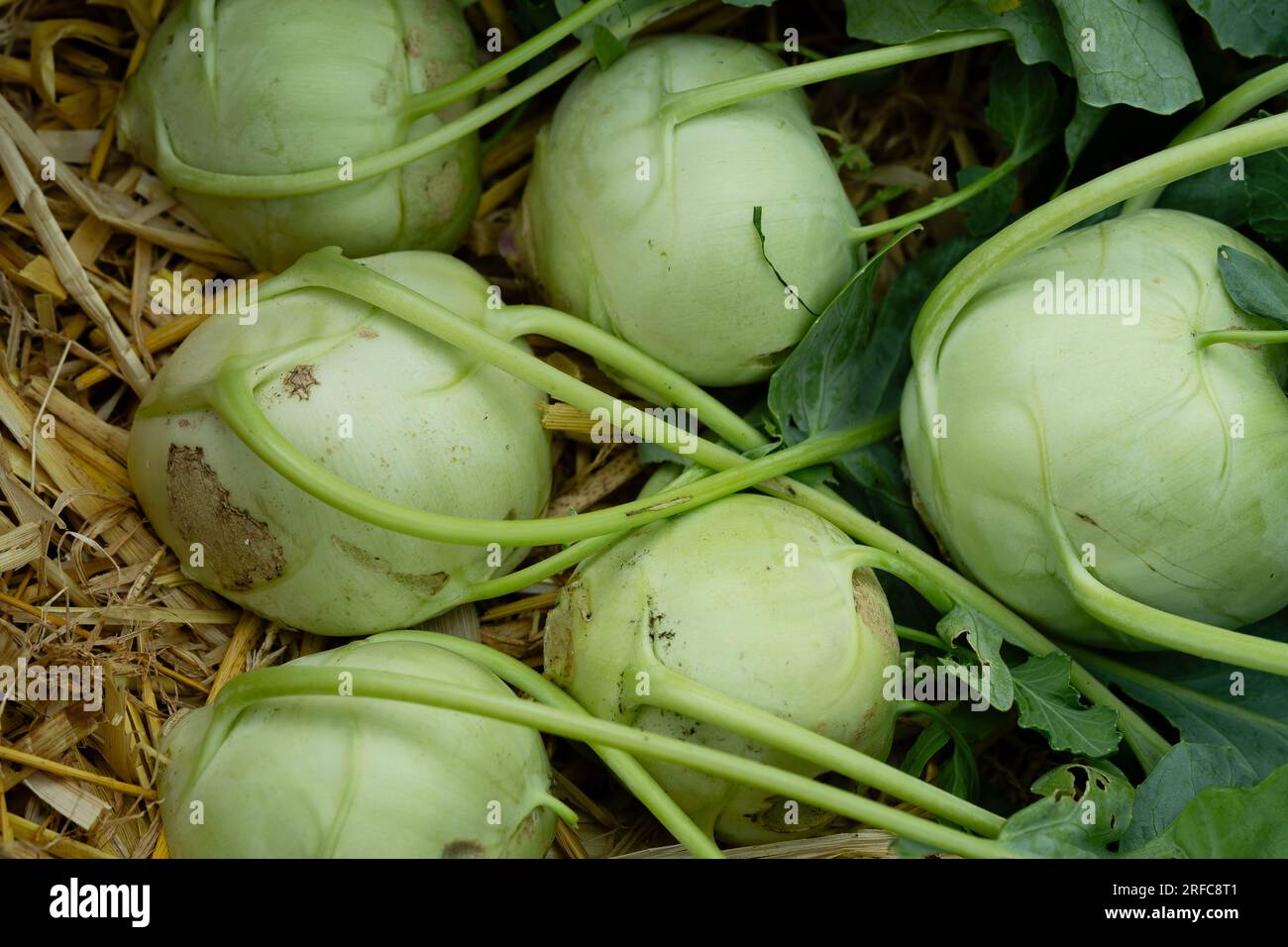 different types of kohlrabi Brassica oleracea from our own garden Stock ...