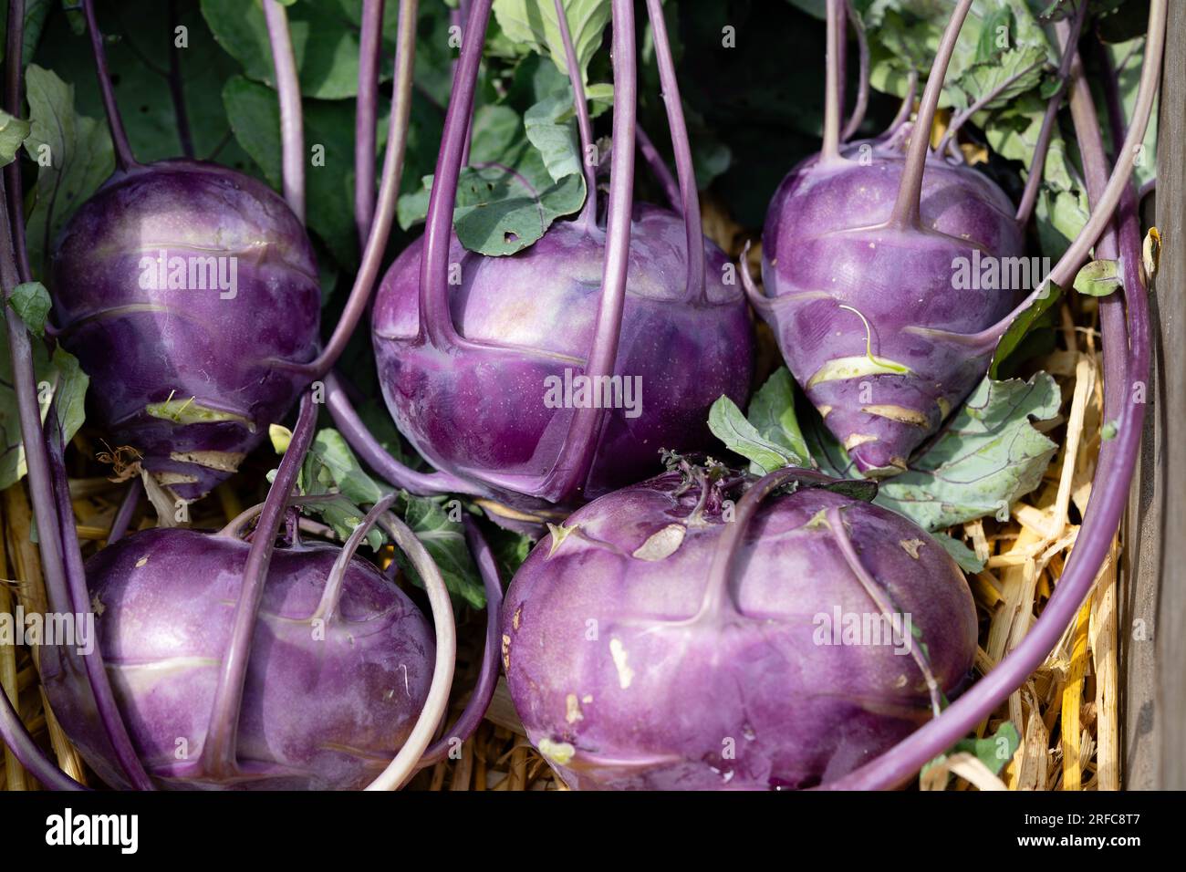 different types of kohlrabi Brassica oleracea from our own garden Stock ...