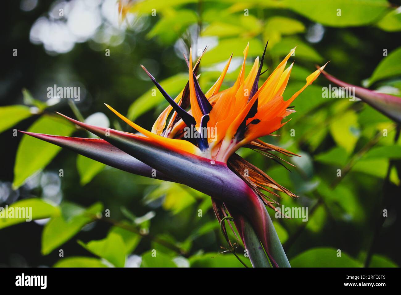MOST EXOTIC FLOWERS SEEN IN THE HILLS Stock Photo - Alamy