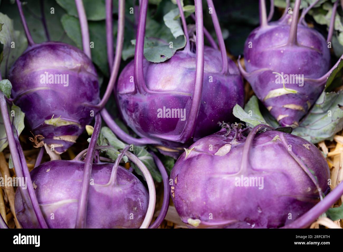 different types of kohlrabi Brassica oleracea from our own garden Stock ...