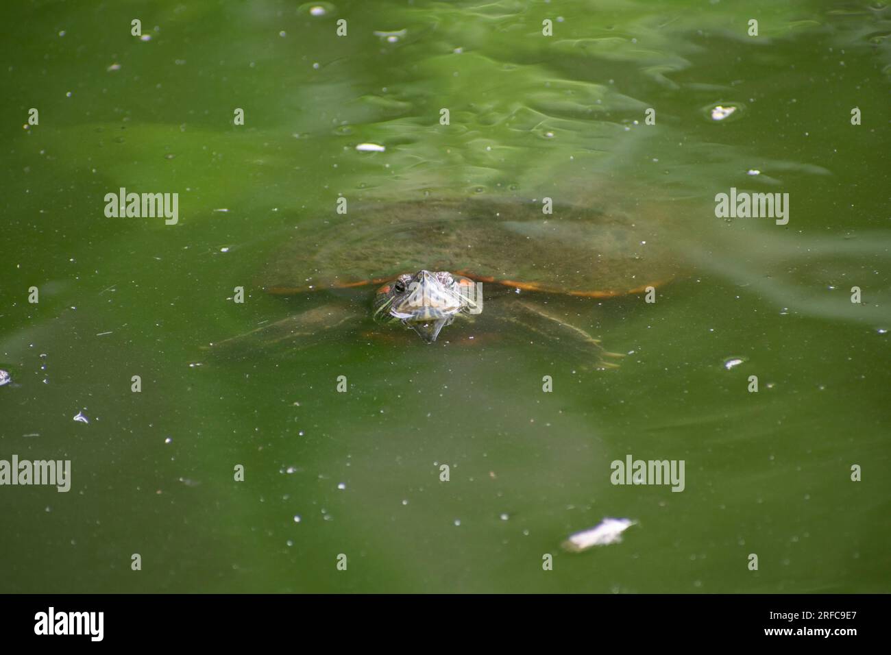 GUWAHATI, INDIA - AUGUST 2: An Assam Roofed Turtles swimming at a pond ...