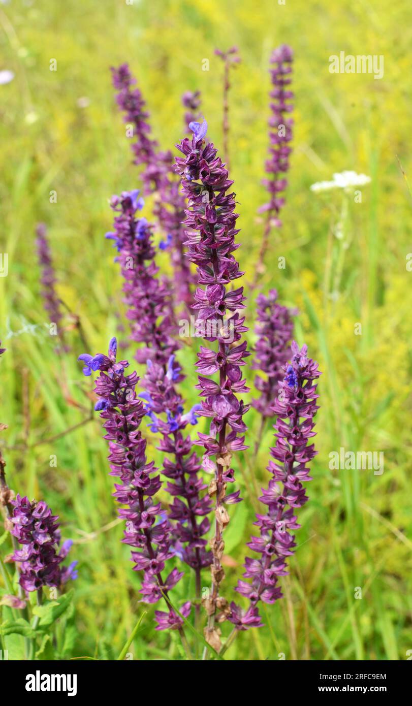 Summer sage (Salvia pratensis) blooms among wild herbs Stock Photo - Alamy