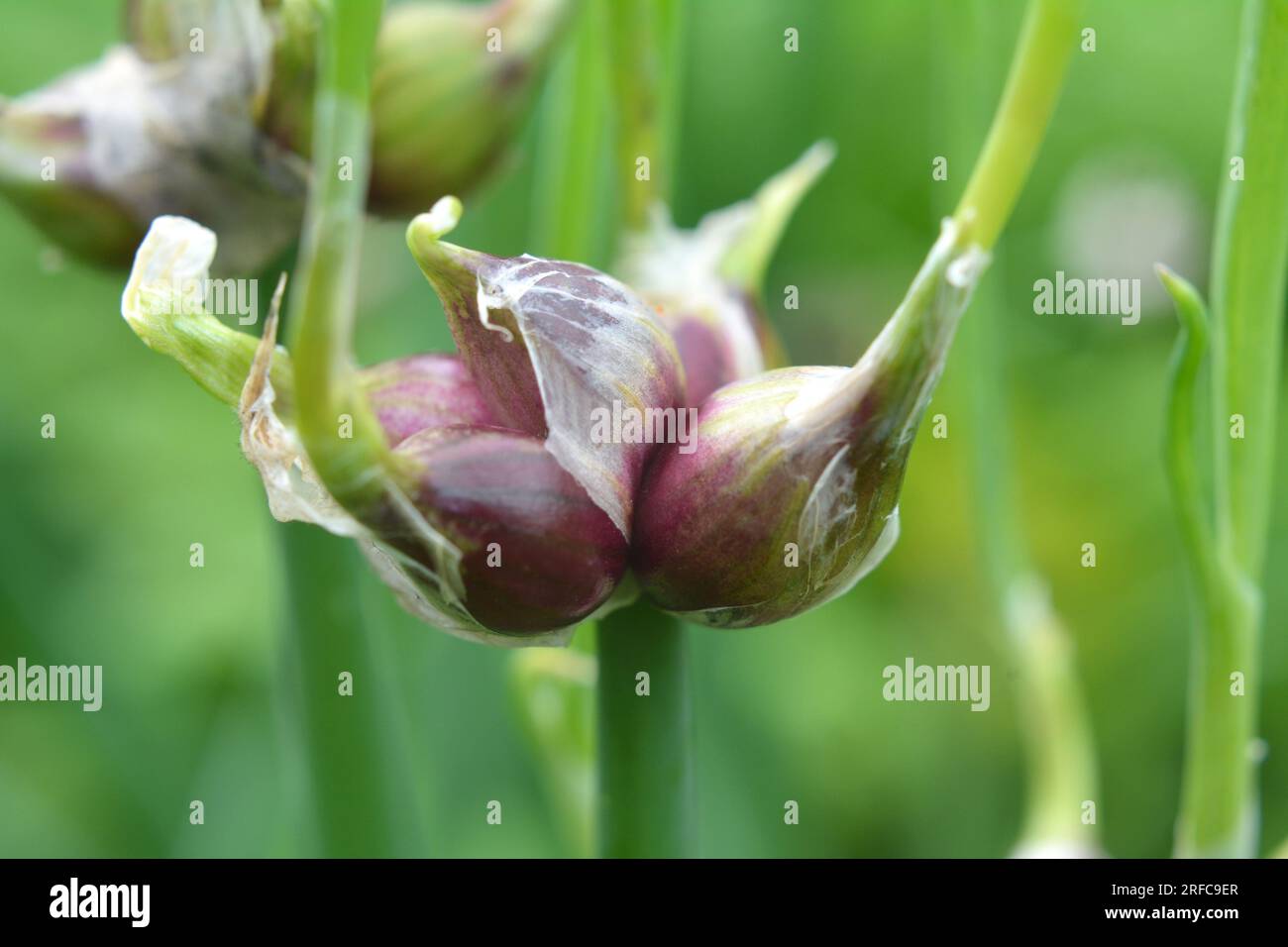 In the garden grows multi-tiered onion with air bulbs Stock Photo - Alamy