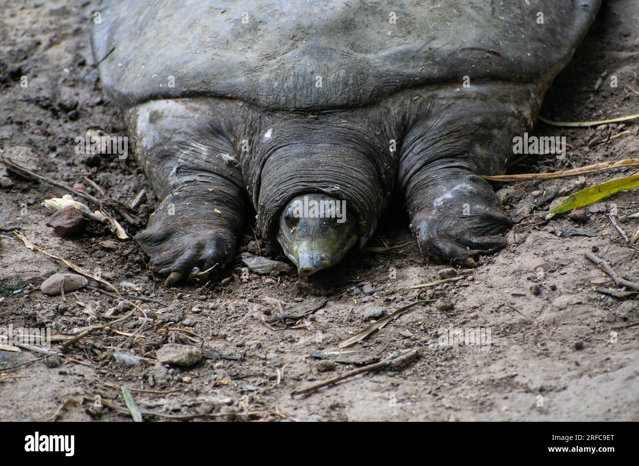 GUWAHATI, INDIA - AUGUST 2: An old Assam Roofed Turtle bask in the sun ...