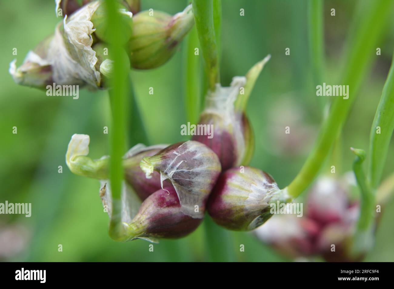 In the garden grows multi-tiered onion with air bulbs Stock Photo - Alamy
