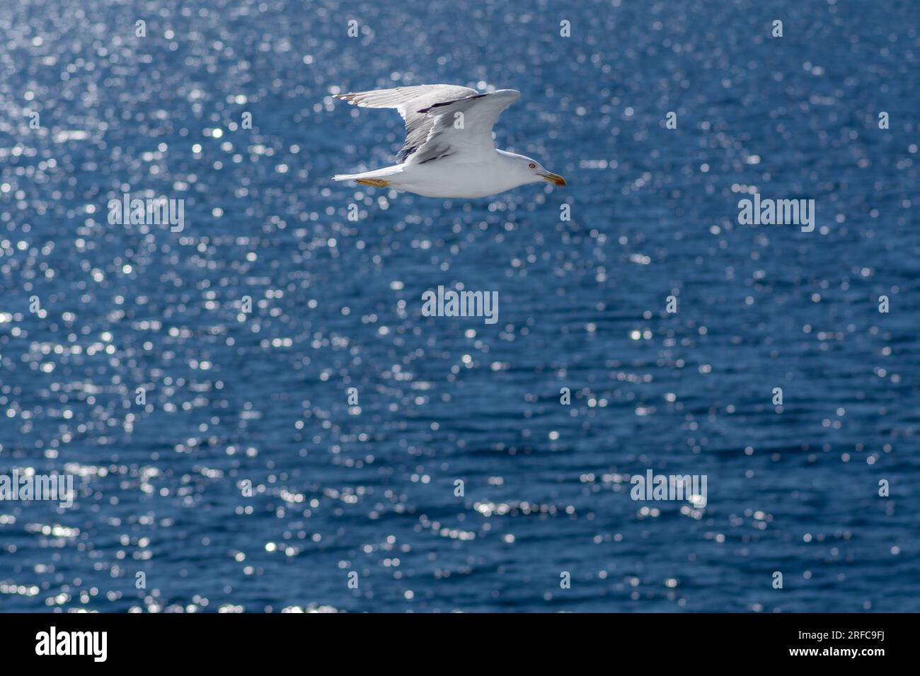 Seagull aerial view hi-res stock photography and images - Alamy
