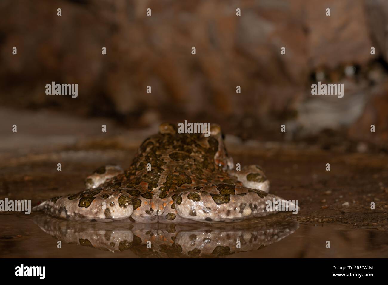 European green toad (Bufotes viridis) frog Stock Photo - Alamy