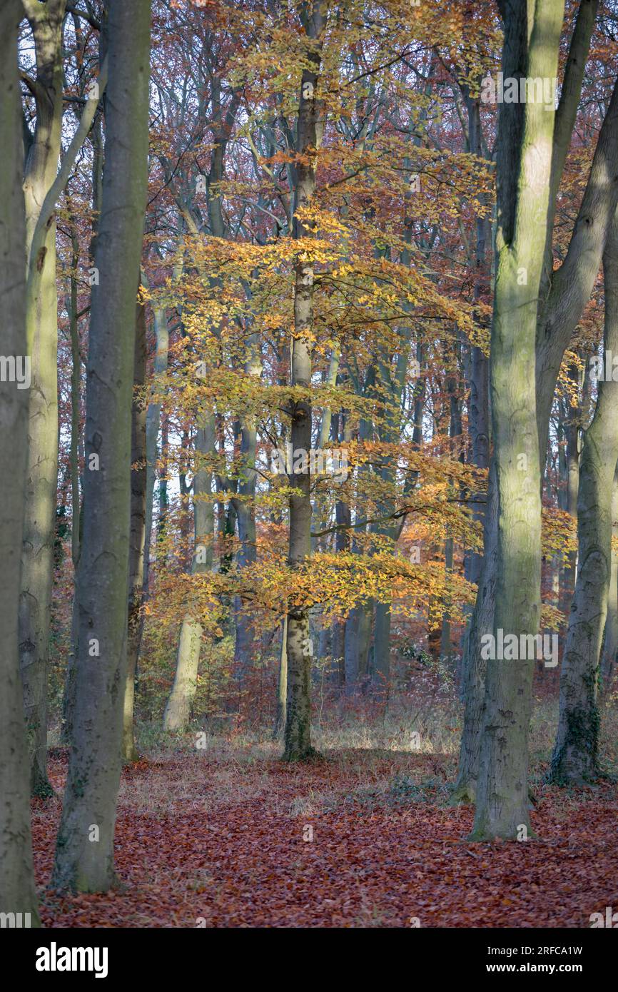 Autumn, Cambridge, Beechwoods Nature Reserve Stock Photo - Alamy