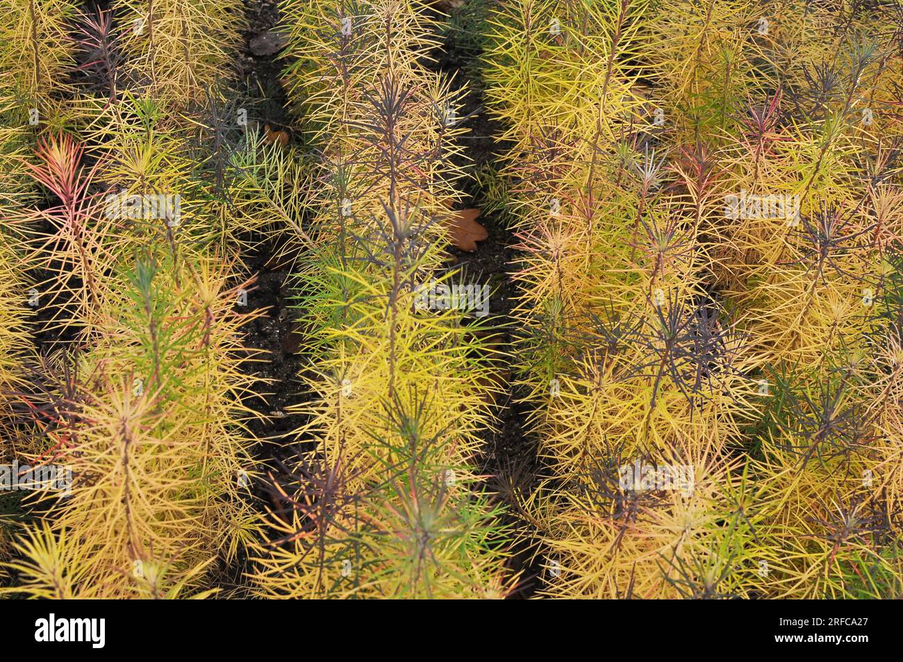 Seedlings of young coniferous trees larch grown in a nursery in ...