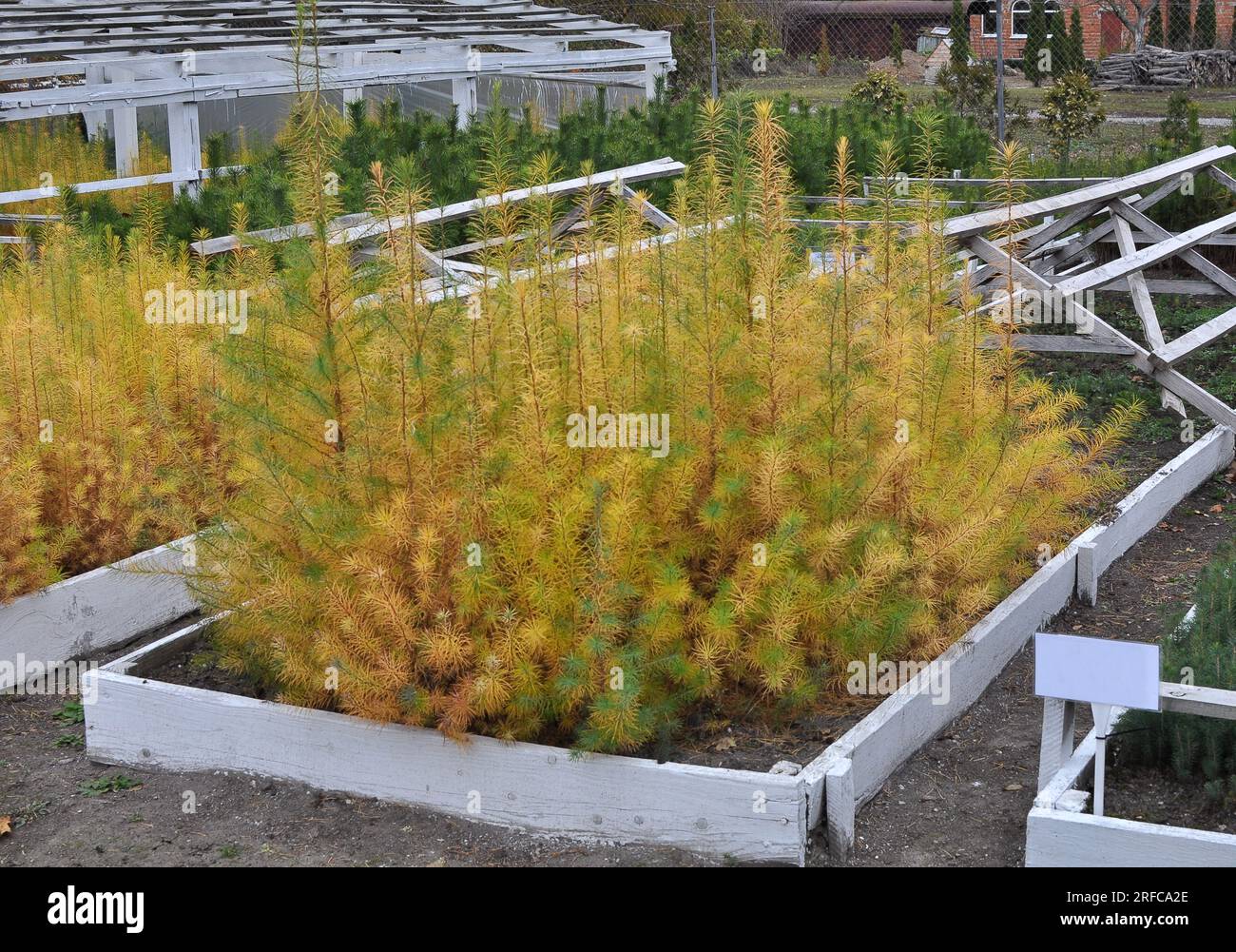 Seedlings of young coniferous trees larch grown in a nursery in ...
