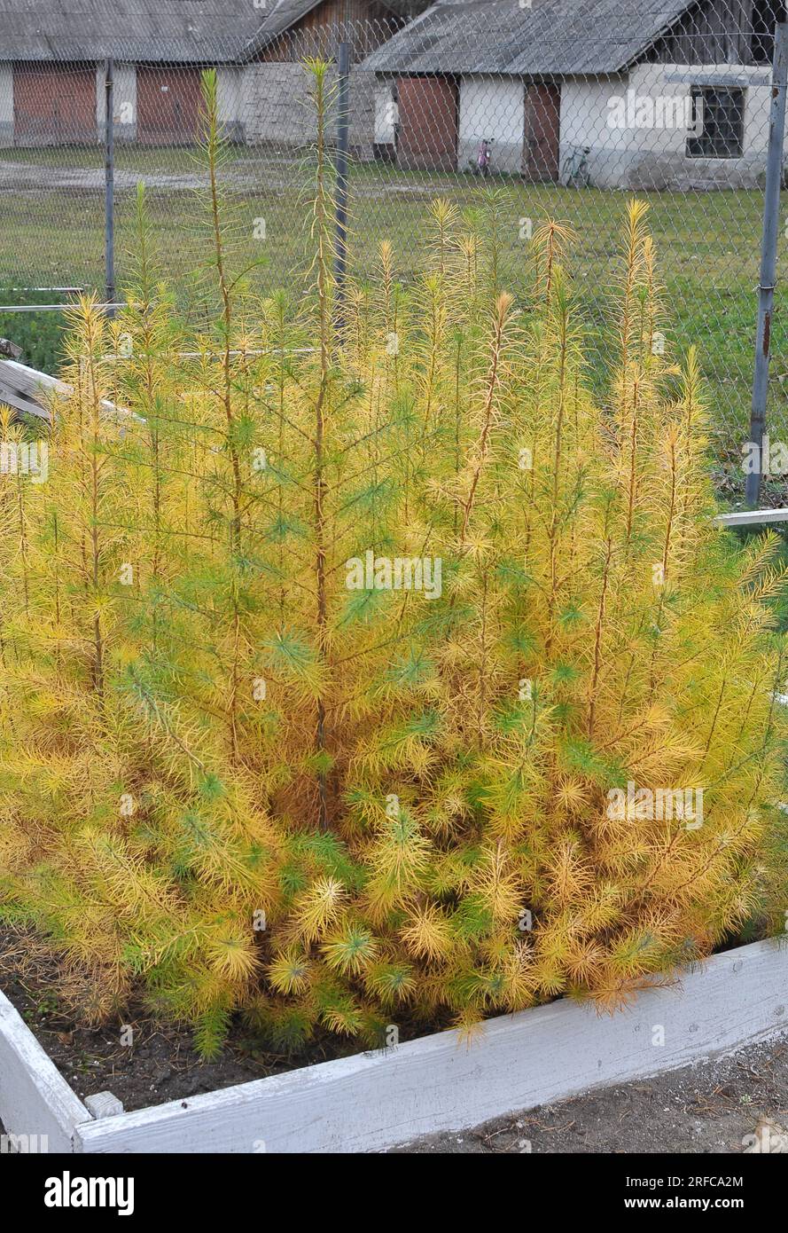 Seedlings of young coniferous trees larch grown in a nursery in ...