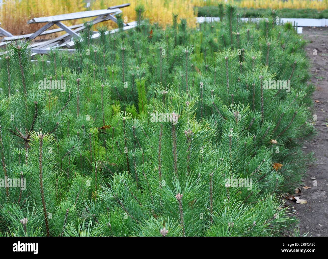 Seedlings of young coniferous trees grown in a nursery in forestry ...